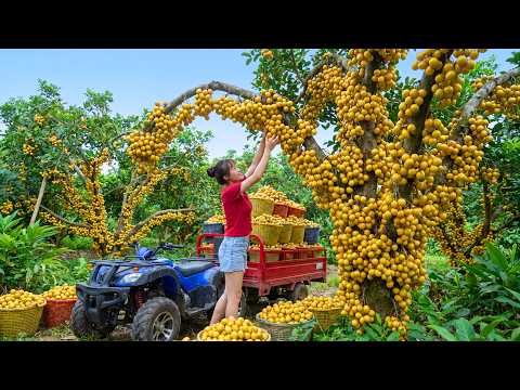 Harvesting 1,000kg of Rambai Fruits | A Vehicle Fully Loaded with Rambai Fruits Headed to the Market