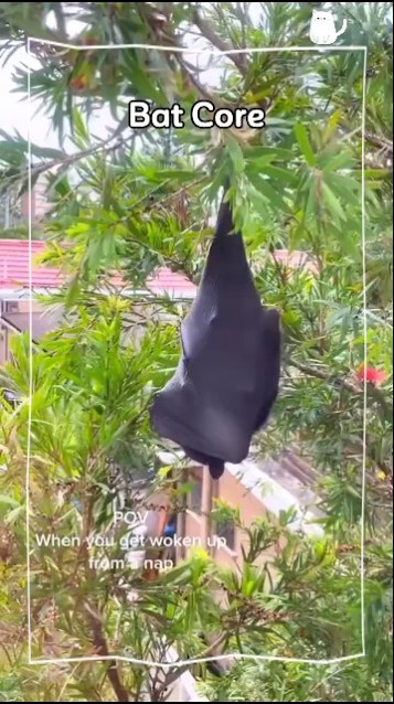 Bat core. 🦇#bat #funny #animallife #funnyanimals #petvideos #usa - YouTube
