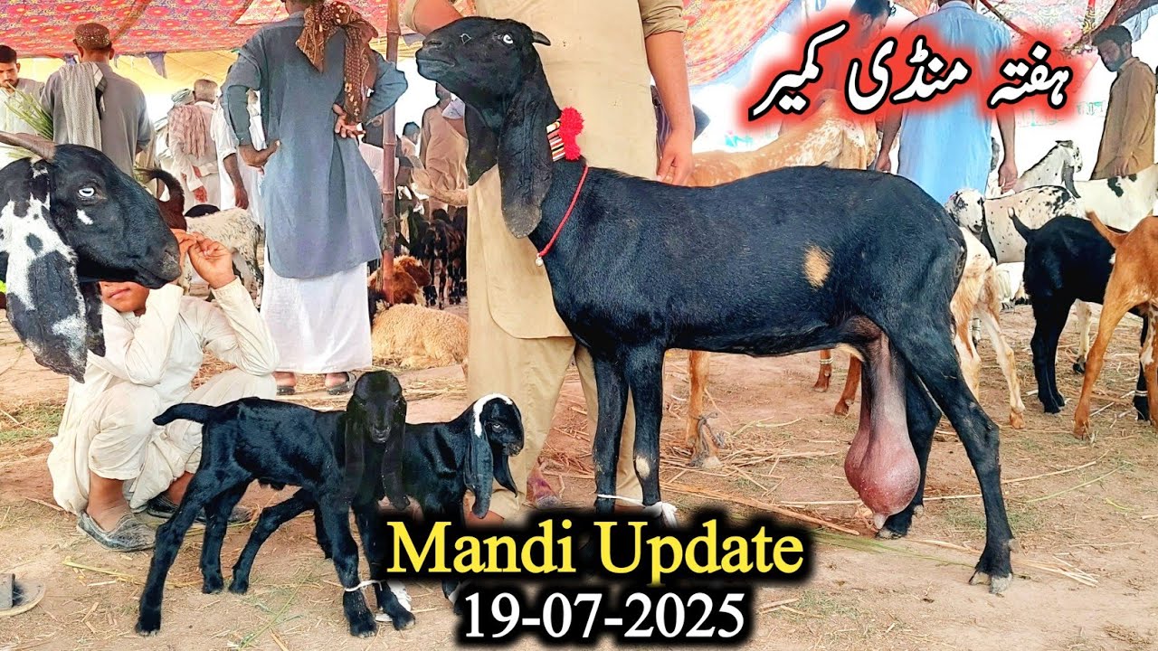 19 July 2025 Today Latest Update Kameer Bakra Mandi-Milking Goats With ...
