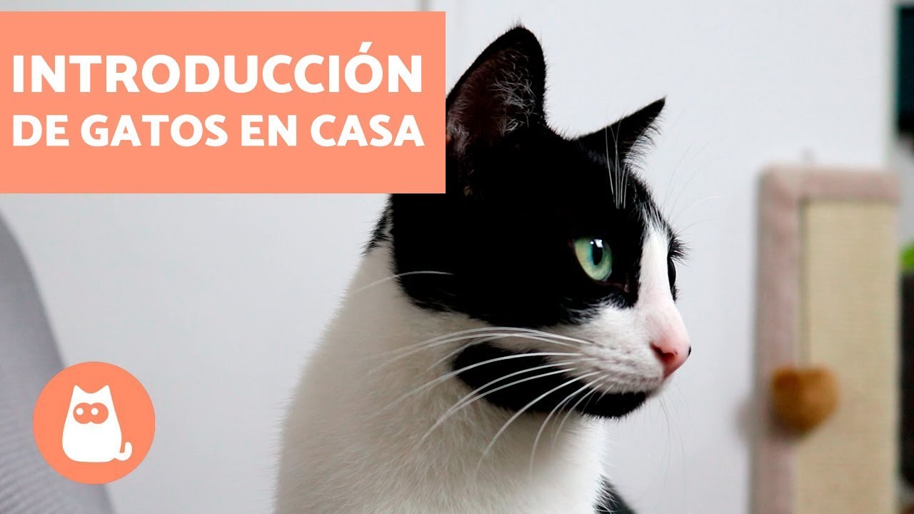 Cómo introducir un segundo gato en casa | Educador de Gats - YouTube