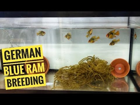 German Blue Ram Breeding UPDATE - YouTube