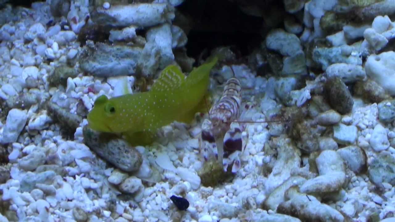 Cryptocentrus cinctus + 2 Alpheus bellulus Part1 - YouTube