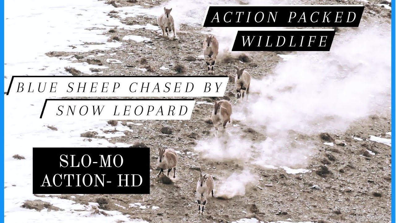 Blue Sheep Chased by Snow Leopard || Epic Wildlife Action || Leh LADAKH ...