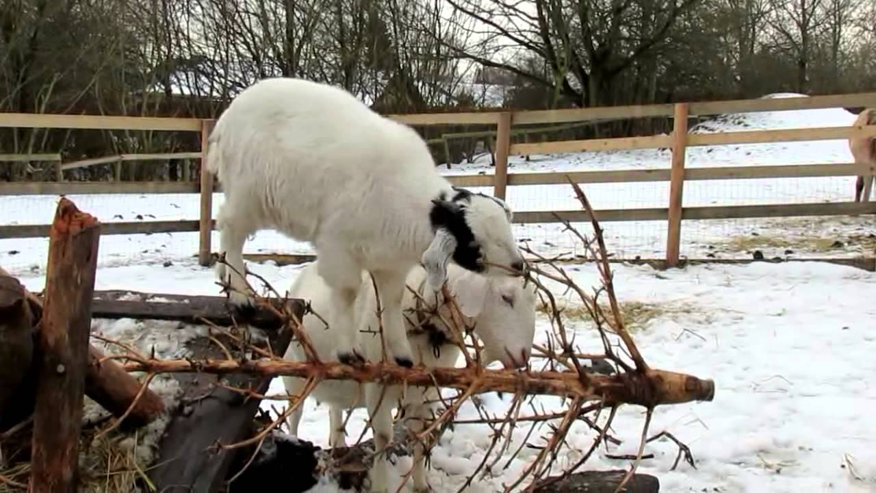 goatlog: The goat alarm clock (2013-01-28) - YouTube