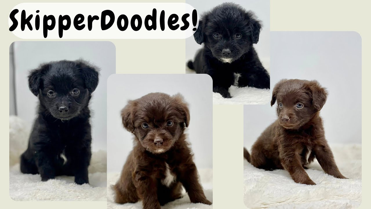 SkipperDoodle Puppies! 🐶 - YouTube