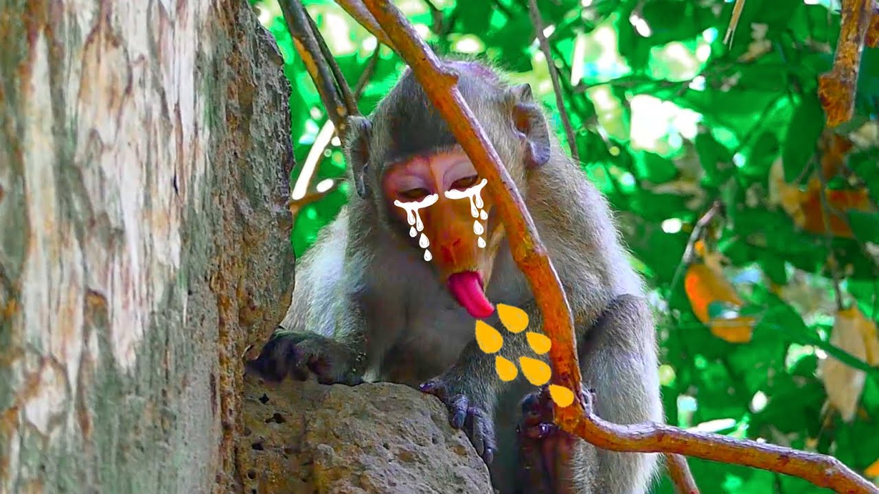 ___What happen Jonna monkey severe vomiting daughter's Jane monkey ...