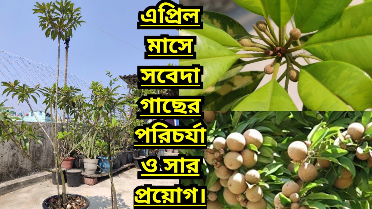 এপ্রিল মাসে সবেদা গাছের পরিচর্যা ও সার প্রয়োগ।।Sobeda tree care and ...
