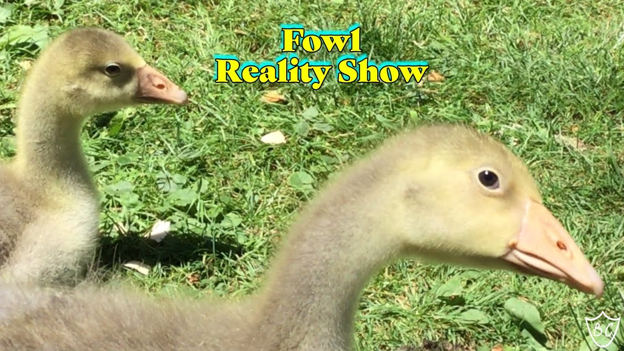 Relaxing Duck and Gosling Reality Show - ASMR Nature Sounds (Quack ...
