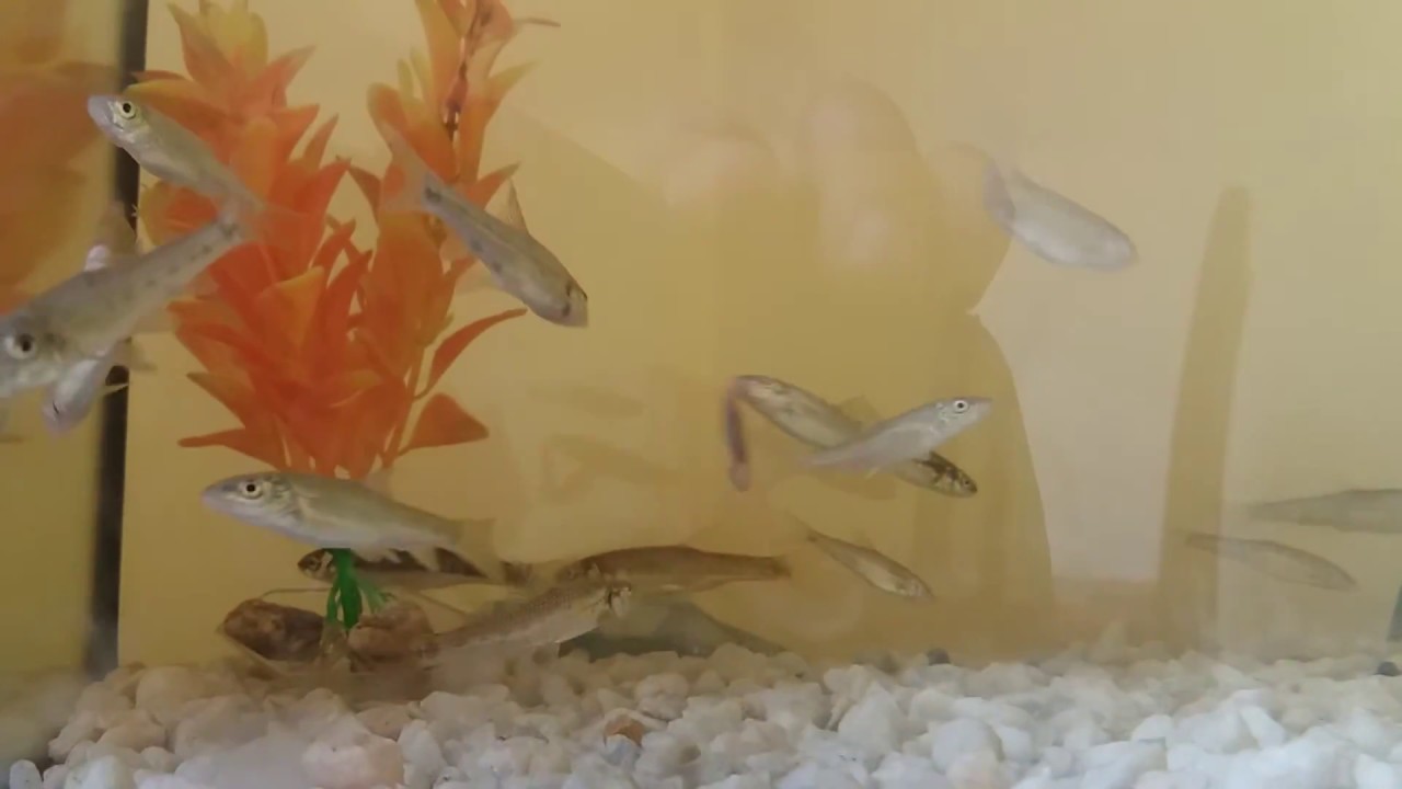 Freshwater fish in aquarium. Local fish from Strei ( River from ...