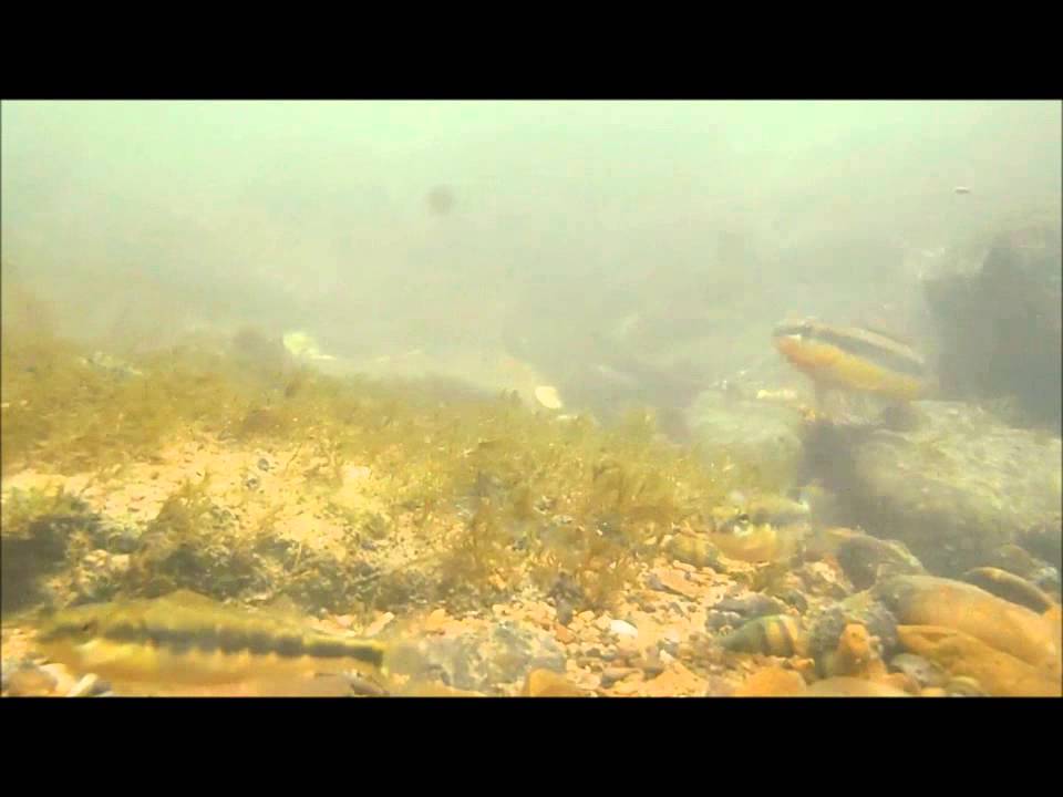 Tangerine darters and gilt darters - YouTube