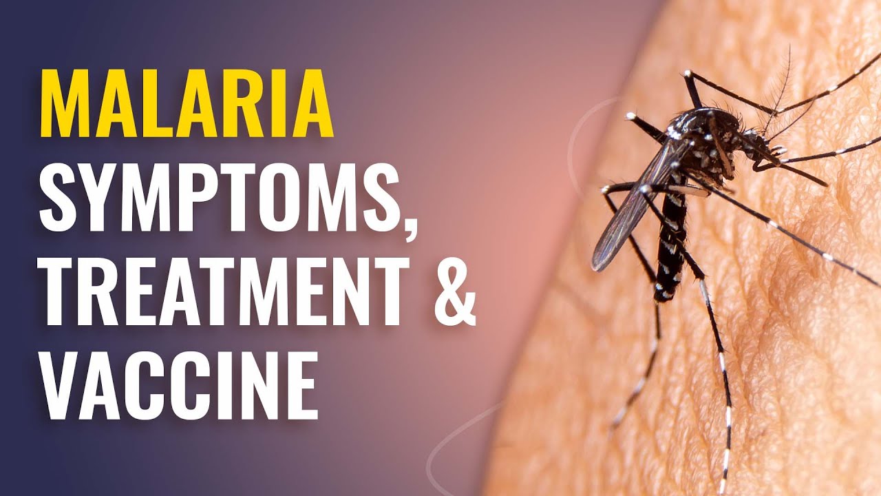 Symptoms of Malaria | Malaria Treatment & Causes | Malaria Vaccine ...