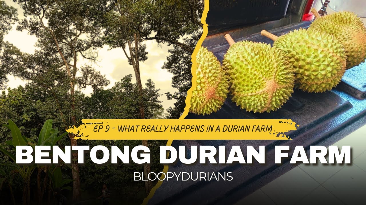 Episode 9 - What really happens in a durian farm - YouTube