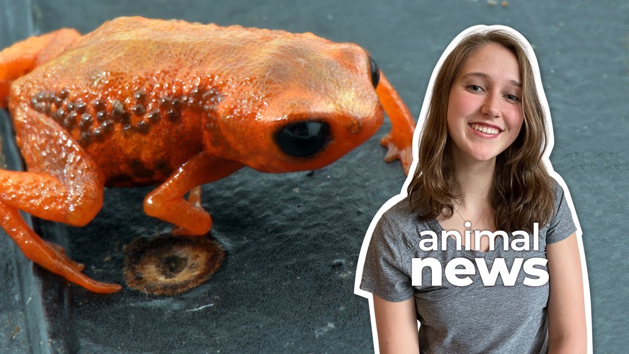 Pumpkin toadlets need to work on their touchdowns | CBC Kids News - YouTube