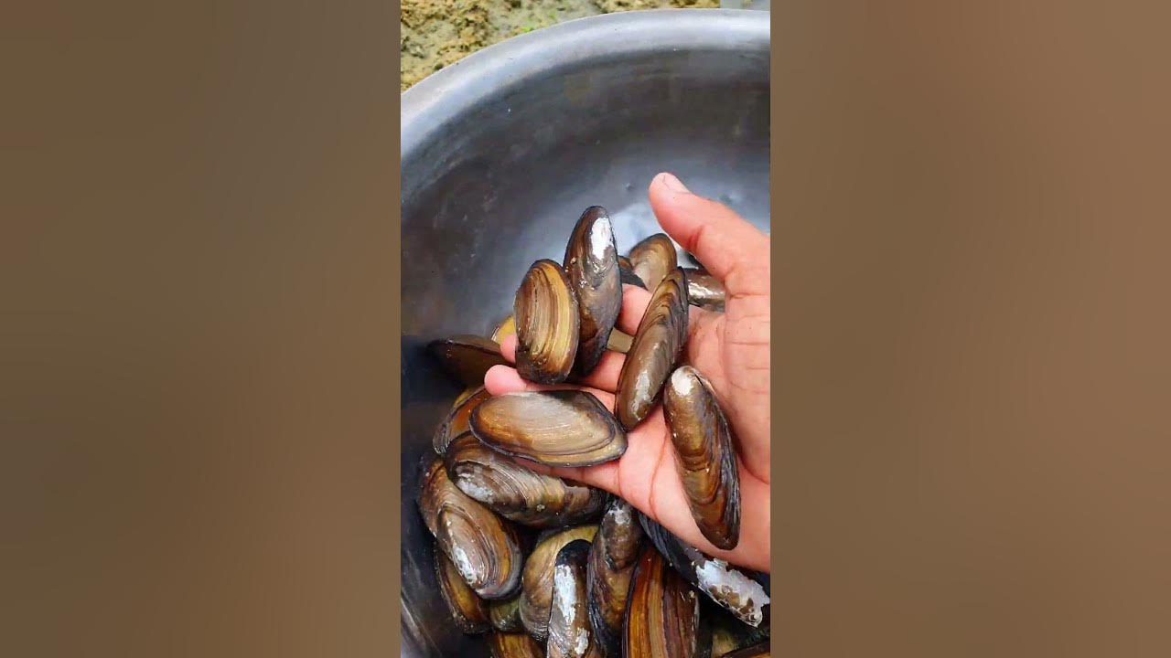 Clams at Low tide Blood clams lie in the sand, octopus on the stone ...
