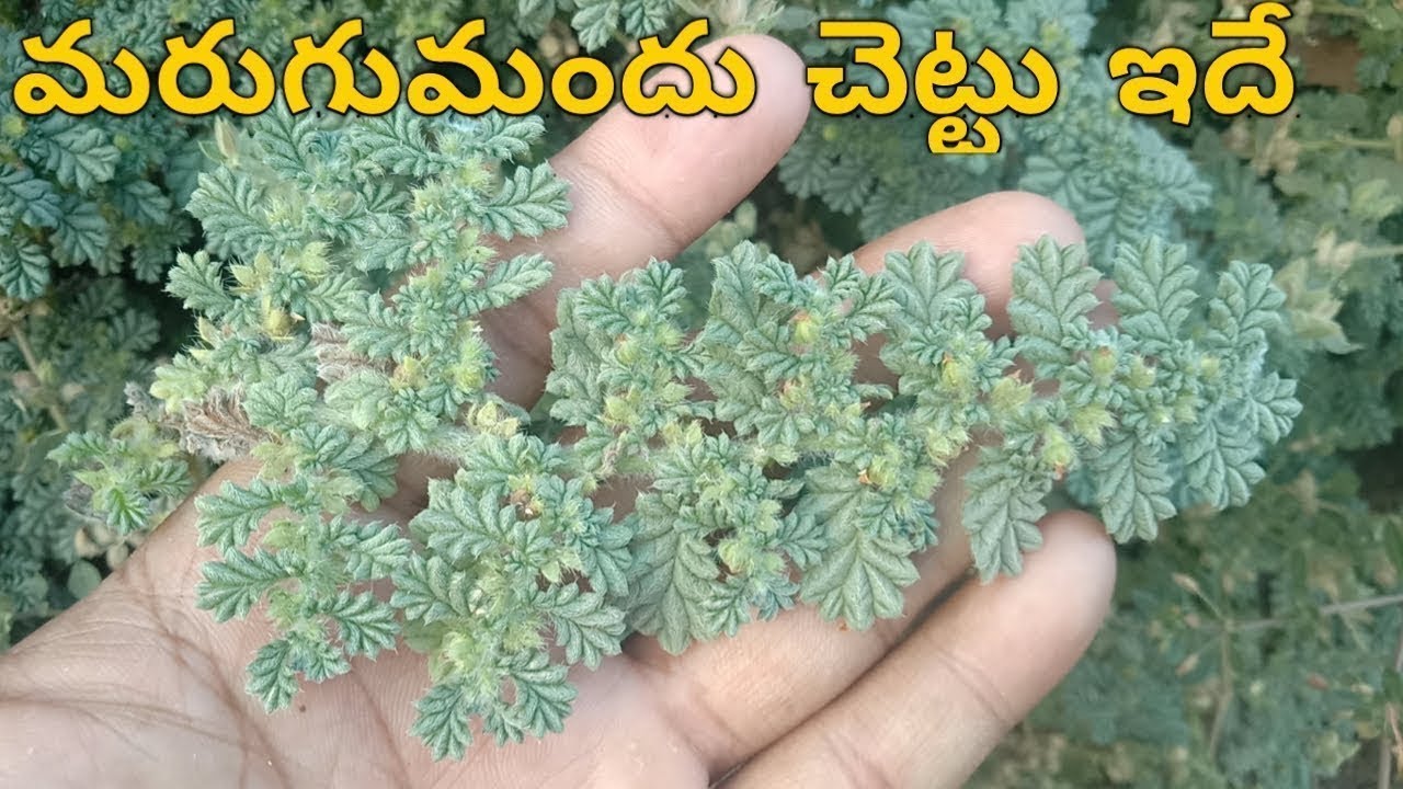 benefits of hamsa paadi plant for hypnotist in telugu Marugu mandu ...