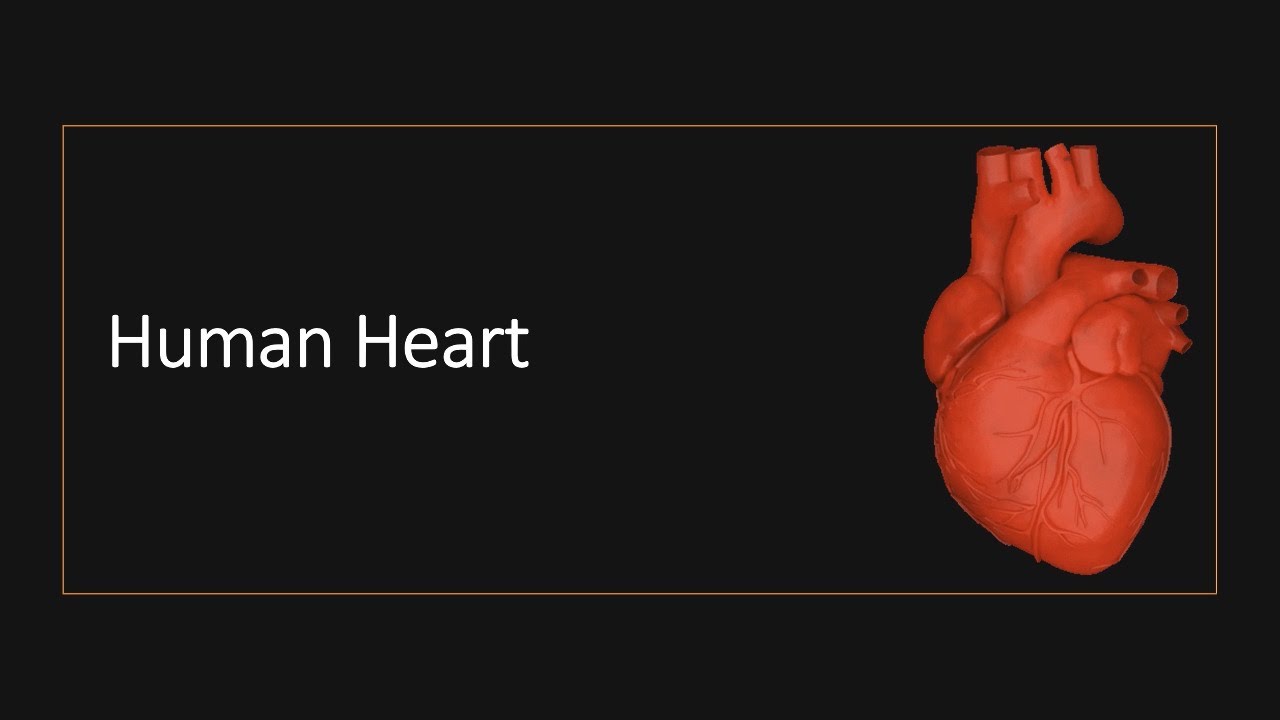 BIOLOGY - Human Heart [PART 9] Class 12th HSC New Syllabus - YouTube