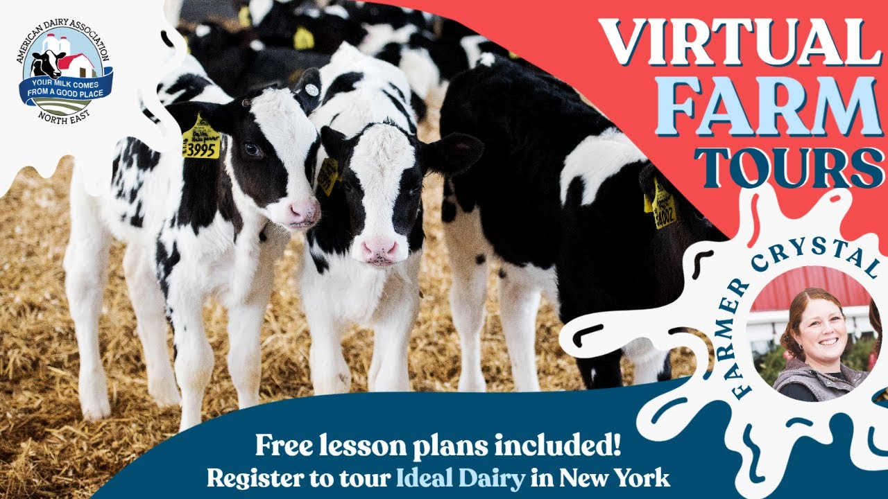 Virtual Farm Tour – Ideal Dairy - YouTube
