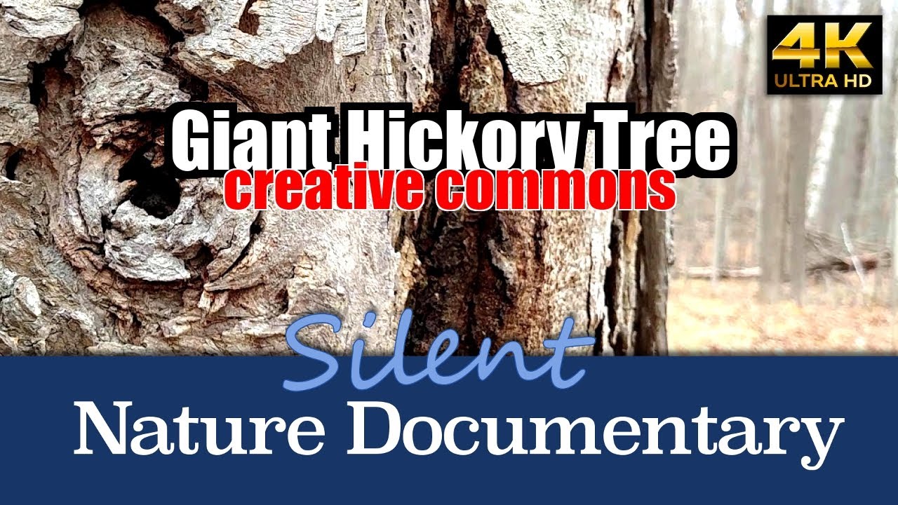 Giant Hickory Tree Along Rideau Trail - YouTube