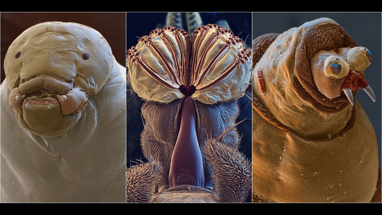Unbelievable Electron Microscope Images - YouTube