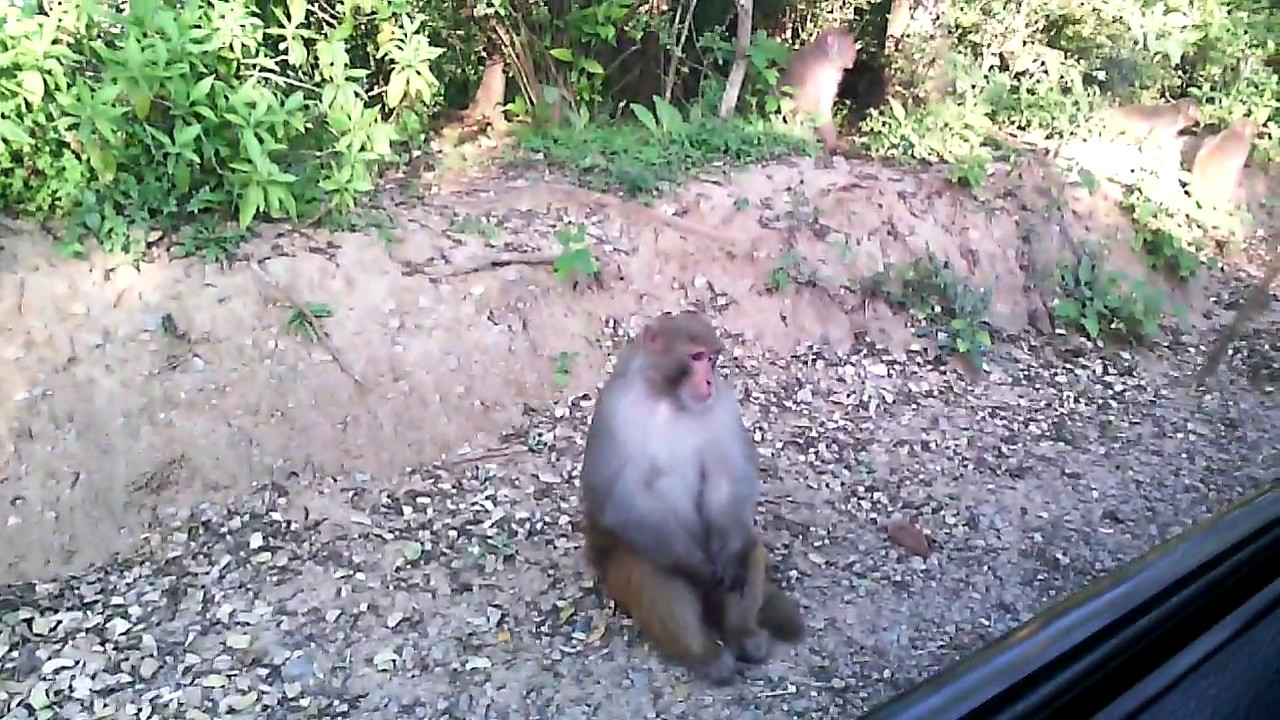 Monkeys Jumping On The Road - Pir Sohawa Islamabad | Jackass ...