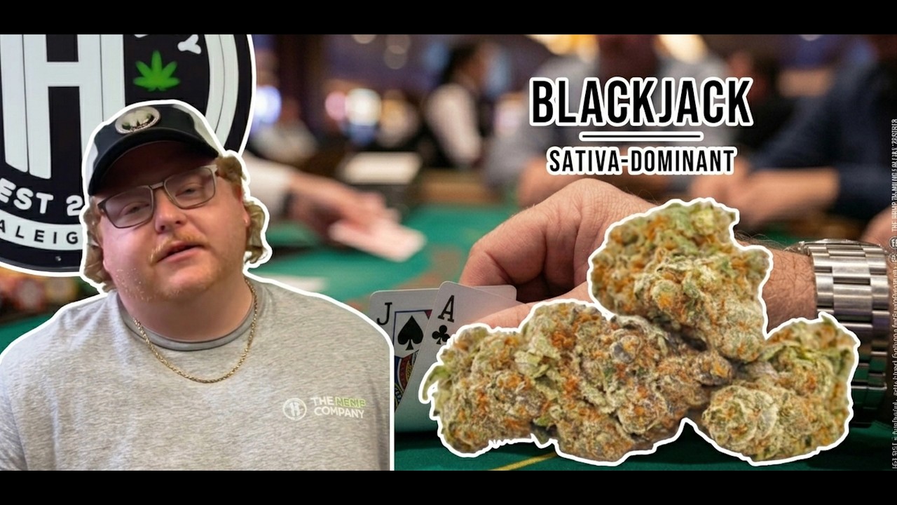 Black Jack Strain Breakdown: A Sativa Dominant Ace - YouTube