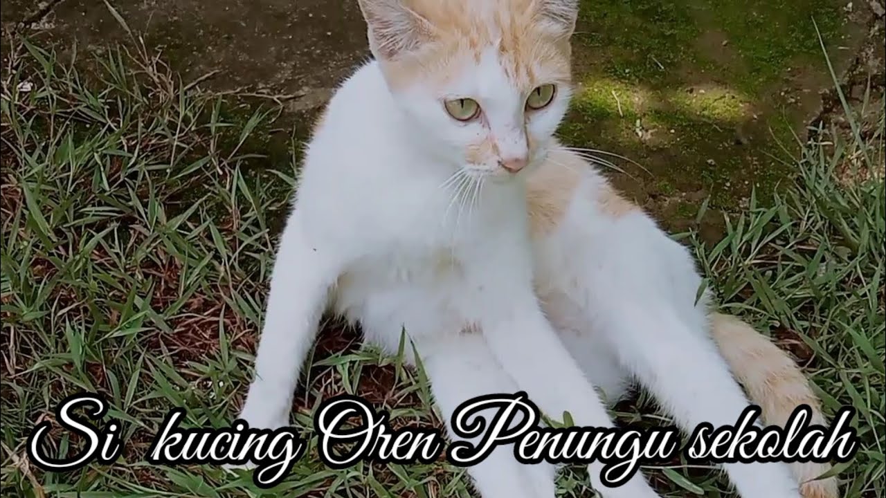 SI KUCING OREN.KUCING YANG LUCU.KUCING BETINA BIRAHI.PENUNGGU SEKOLAH ...