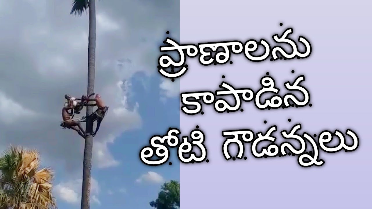 Toddy Tapper rescued by other tappers - ప్రాణాలను కాపాడిన తోటి గౌడన్నలు ...