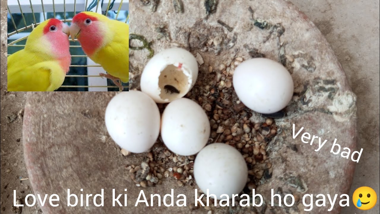 Love Bird Ka Ande Khabar Ho Gaya! @congressnewstv5 - YouTube