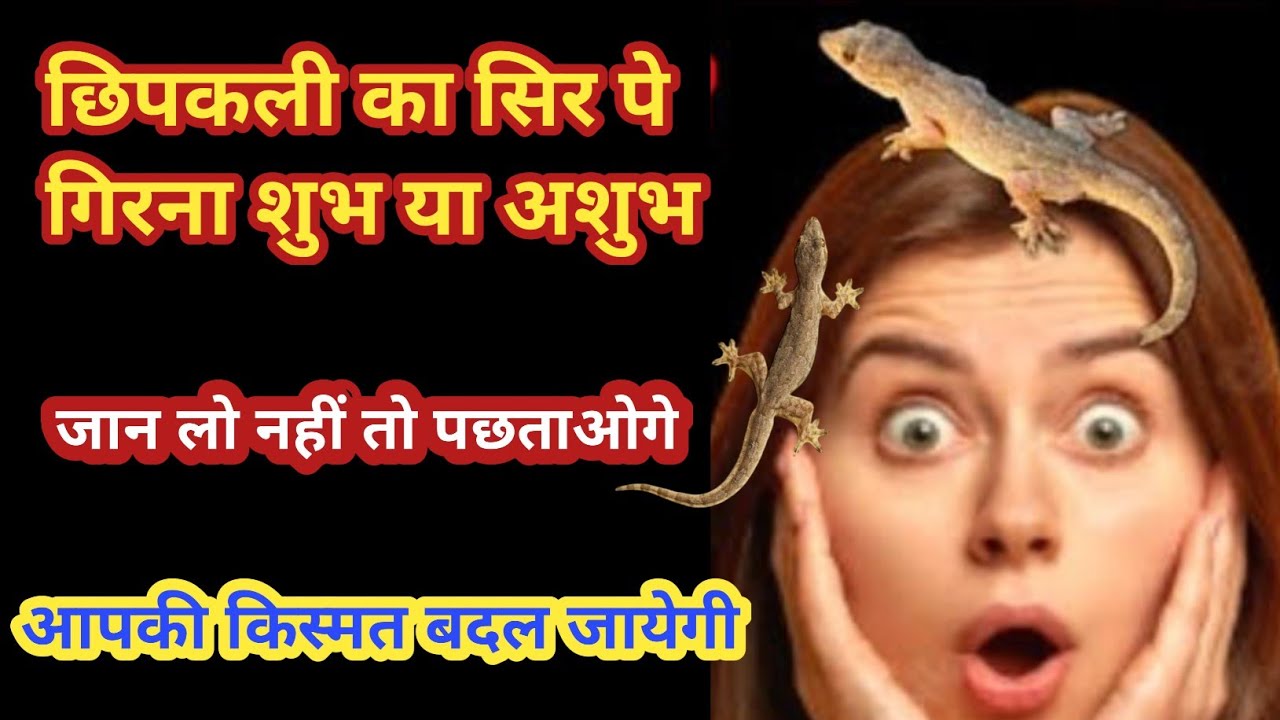 सिर पे छिपकली का गिरना शुभ या अशुभ/lizard fall on the head/ छिपकली ...