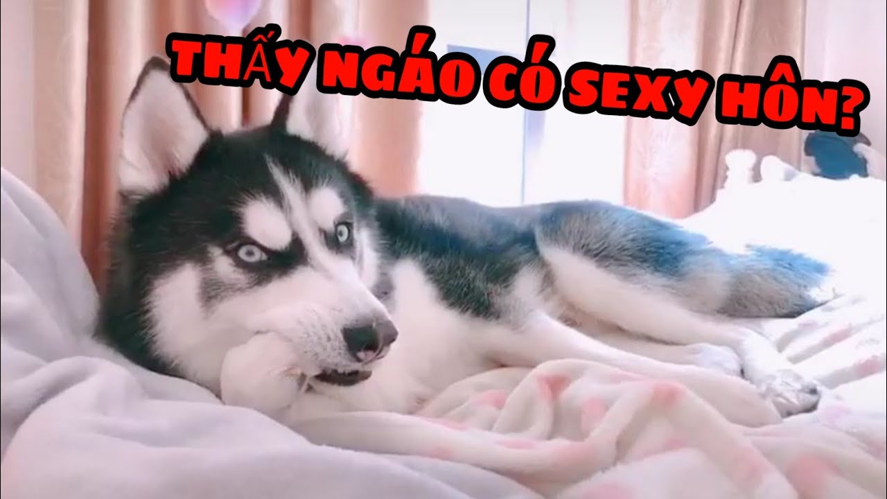 Đại Ngáo Husky | Lí do HUSKY được gọi là ĐẠI NGÁO | Yêu Pets - YouTube