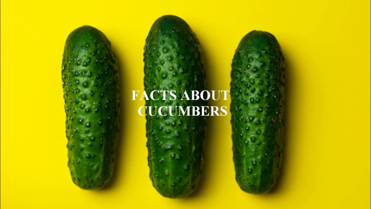 Facts about Cucumber - YouTube