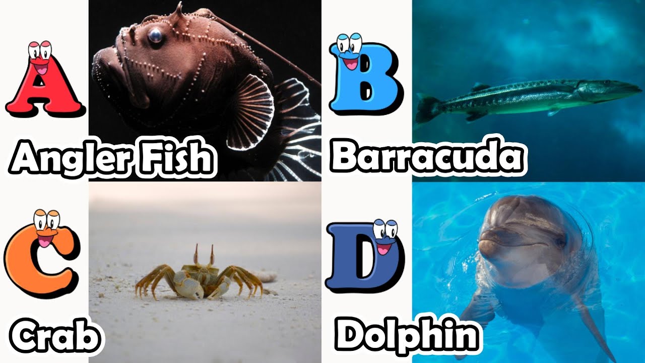 ABC Sea Animals song | Learn Alphabets | English and Animals for Kids ...