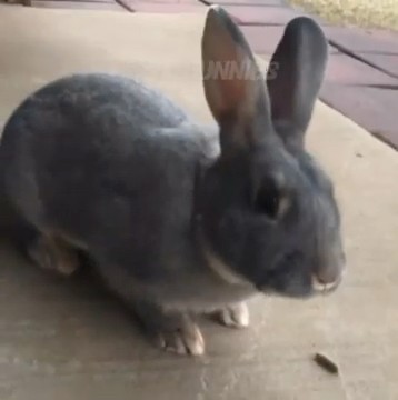 Cute Rabbit Edit..skinwalker? #shorts #rabbit #bunny #cute #joke # ...