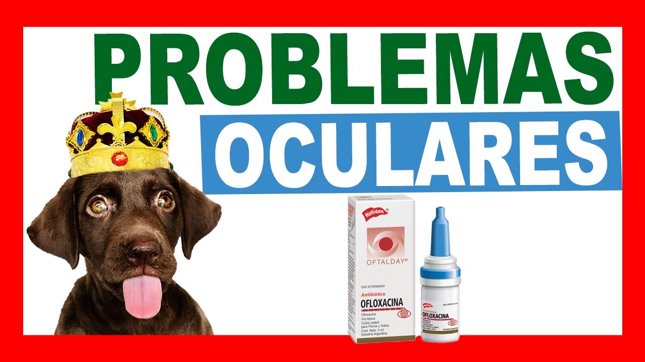 TODO lo que NECESITAS SABER sobre las OFLOXACINA Gotas Oftálmicas - YouTube