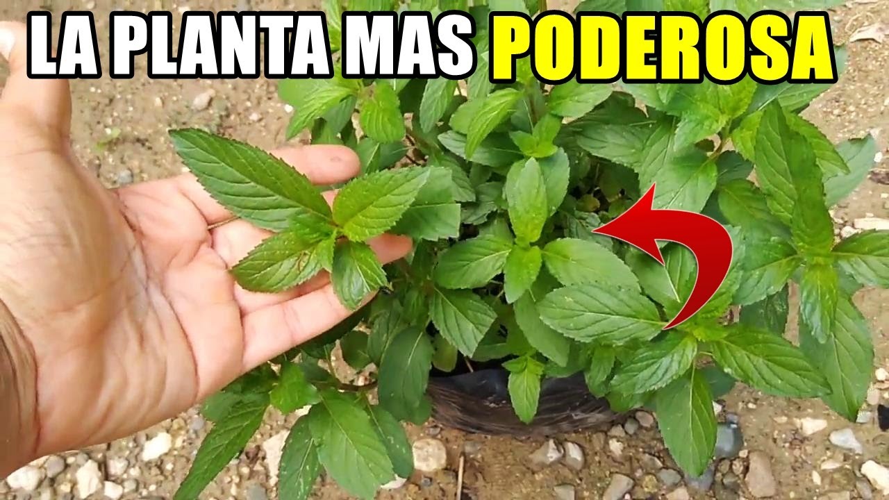 Desearas tener esta planta en tu casa es mejor que una pastilla / es ...