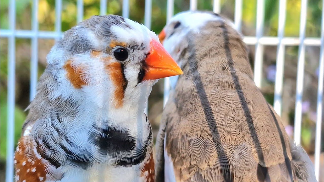 Relaxing videos to help your bird feel less lonely : zebra finch sound ...
