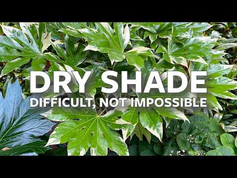 Planting Dry Shade 🌿 Difficult, Not Impossible