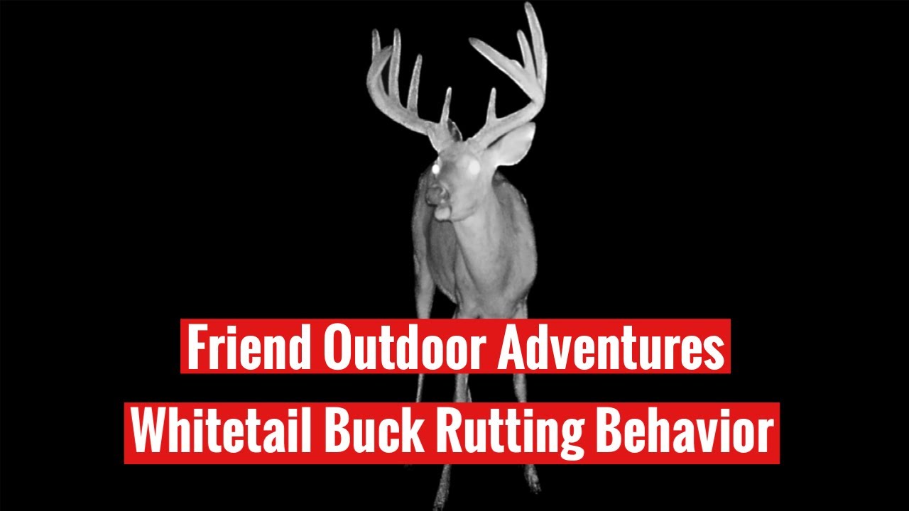 Whitetail Buck Rutting Behavior! #hunting #bowhunting ...