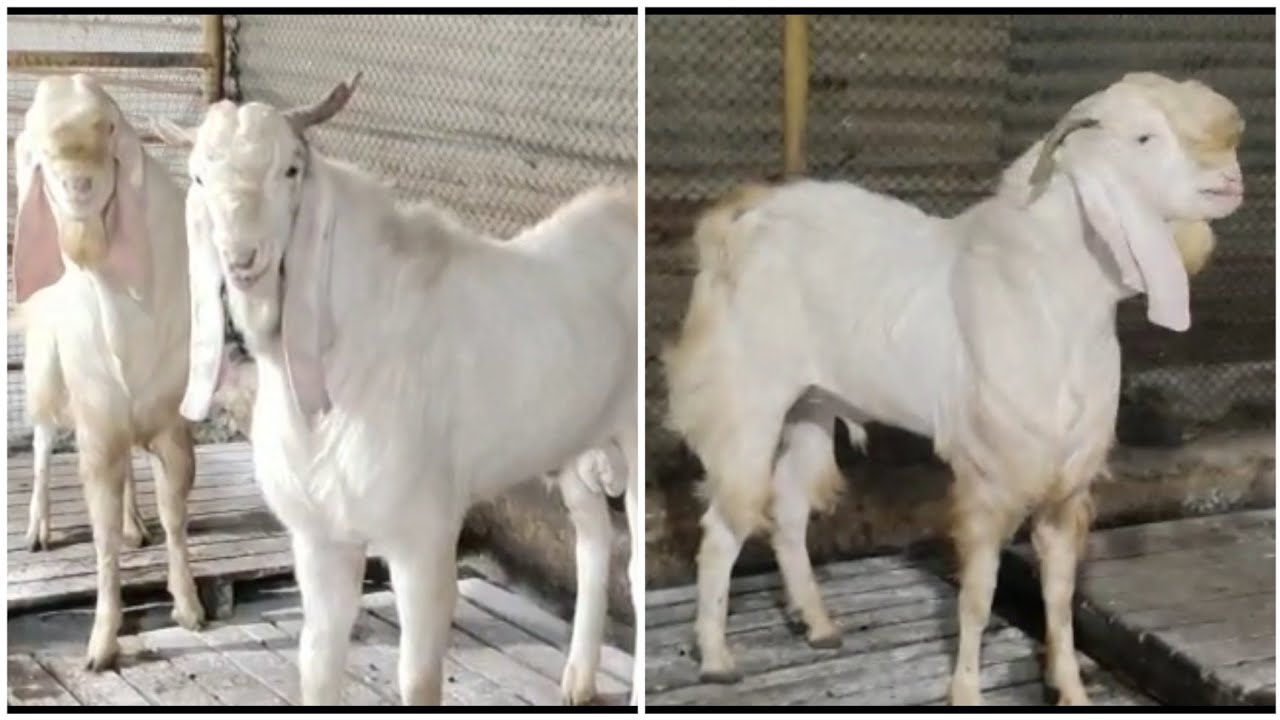 Hydpat Breeder A1 Goat Farm Kokan alibag Home breed - YouTube