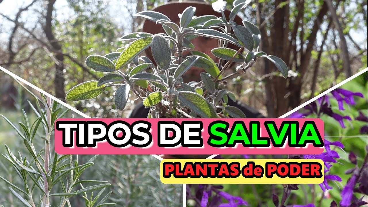 Las 9 MEJORES Especies De SALVIA Para Tu Casa o Jardín ! - YouTube