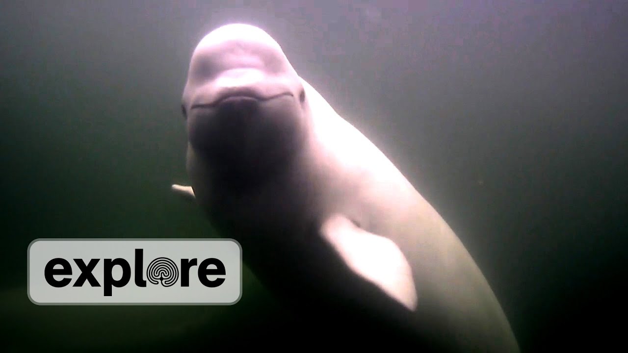 EXPLORE HIGHLIGHT | Face to Face with Beluga Whales - YouTube