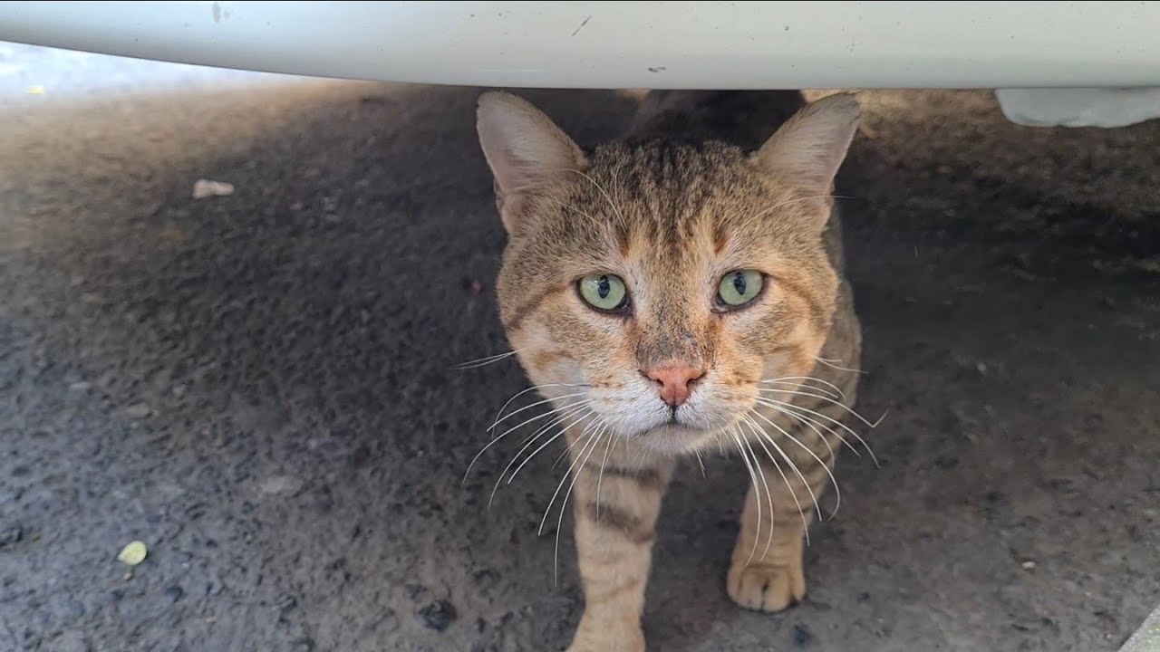 Handsome male cat looks like a miniature Lion. - YouTube