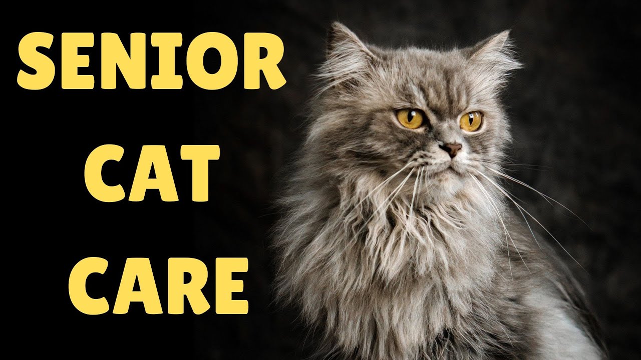 How To Care For An Elderly Cat (10 Important Ways!) - YouTube