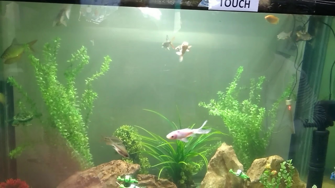 Beautiful 🎏 fish aquarium machli jal ki Rani hai - YouTube