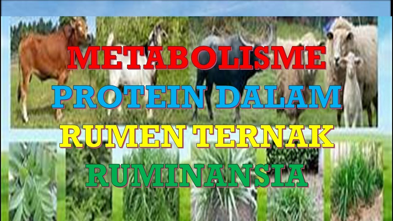 METABOLISME PROTEIN DALAM RUMEN TERNAK RUMINANSIA - YouTube