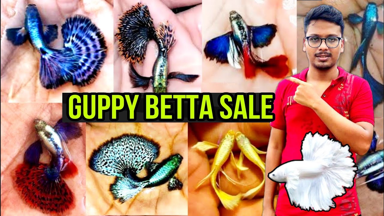 GUPPY AND BETTA BREEDING PAIR FOR SALE | GUPPY FISH BREEDING | BETTA ...