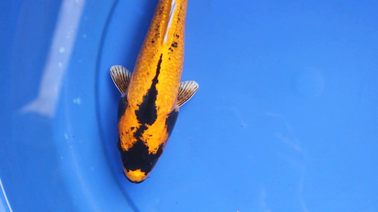 Banana Koi Fish! Indonesian Kin Kabuto (Domask) Unique and Rare ...