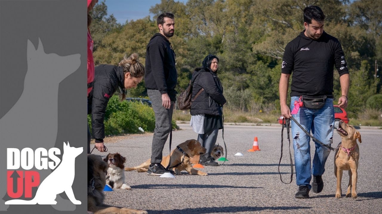 Ομαδικό μάθημα εκπαίδευσης και κοινωνικοποίησης σκύλων - YouTube