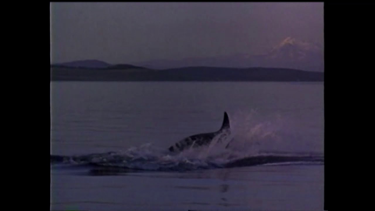 Opening to Free Willy 1993 VHS - YouTube