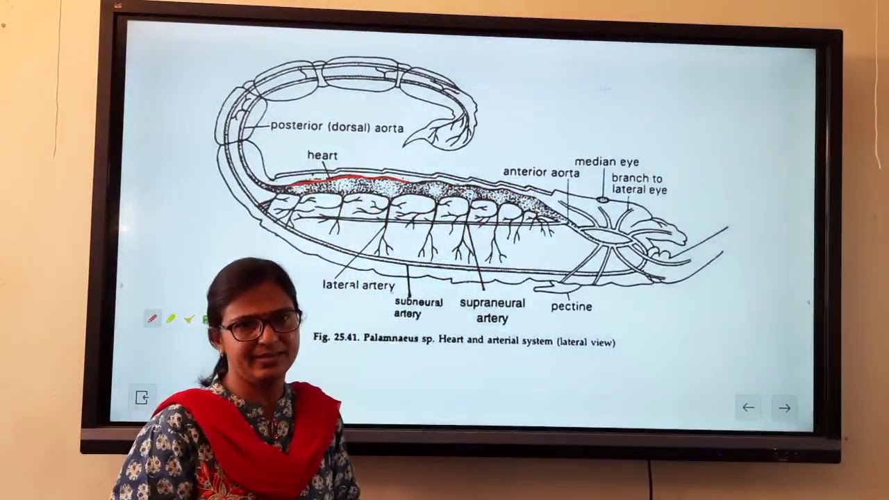 Circulatory system of scorpion - YouTube